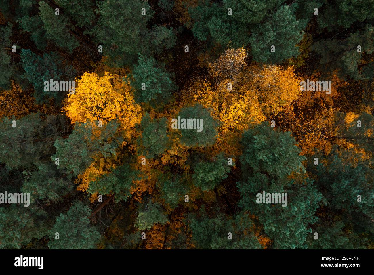 An aerial perspective reveals a forest canopy with deep green pines and ...