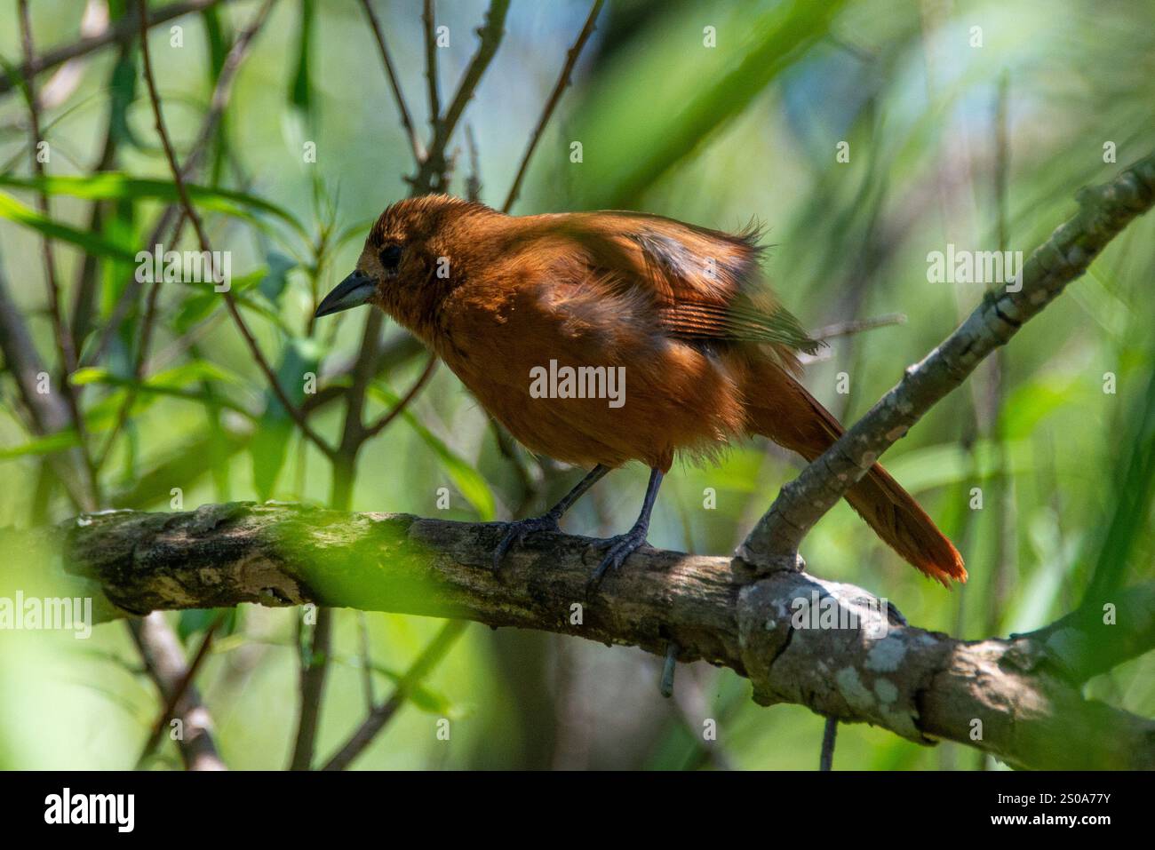 white-lined tanager (Tachyphonus rufus), female, in the wild at reserva ...