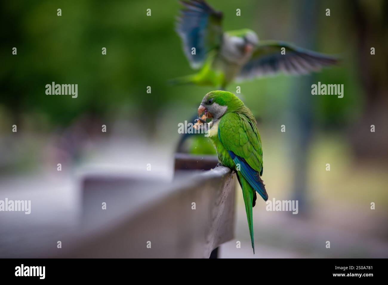 monk parakeet (myiopsitta monachus) in the wild in a park in Buenos ...