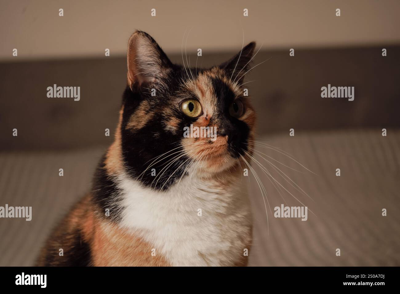 The captivating face of a calico cat with striking green eyes fills the ...