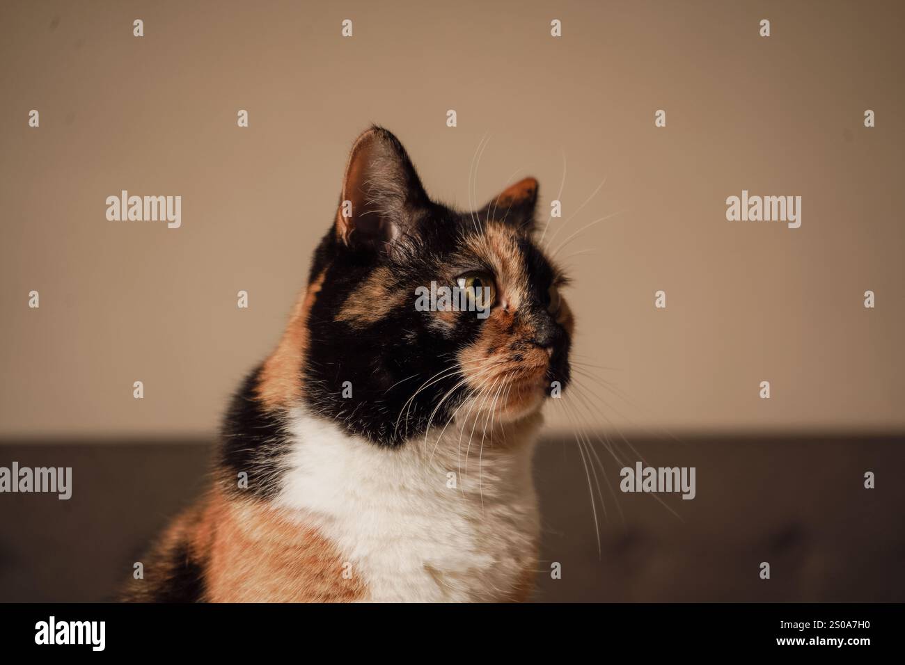 The mesmerizing green eyes of a calico cat stand out in this detailed ...
