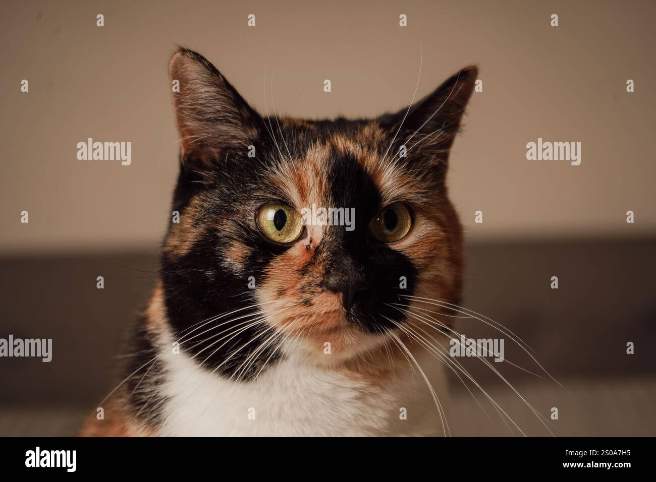 With its bright green eyes and calico fur, this cat s face captivates ...