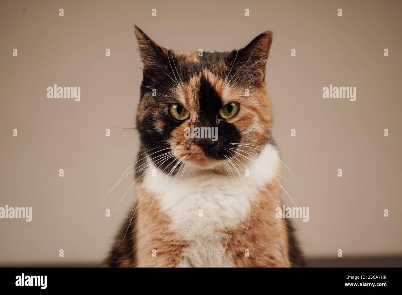 With its bright green eyes and calico fur, this cat s face captivates ...