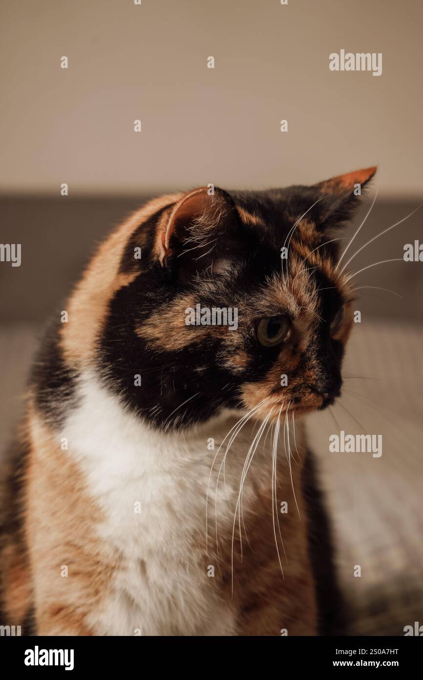 The mesmerizing green eyes of a calico cat stand out in this detailed ...