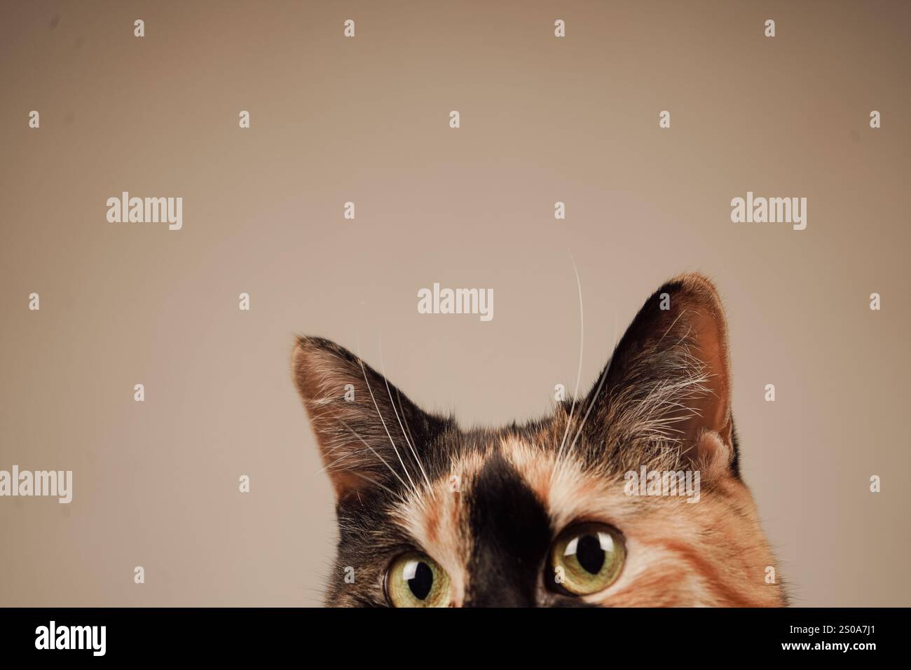 With its bright green eyes and calico fur, this cat s face captivates ...