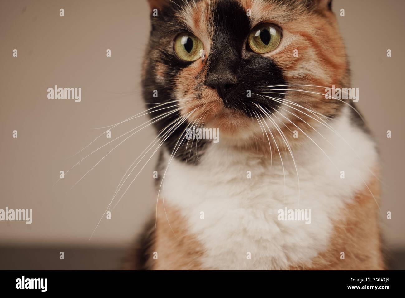 With its bright green eyes and calico fur, this cat s face captivates ...