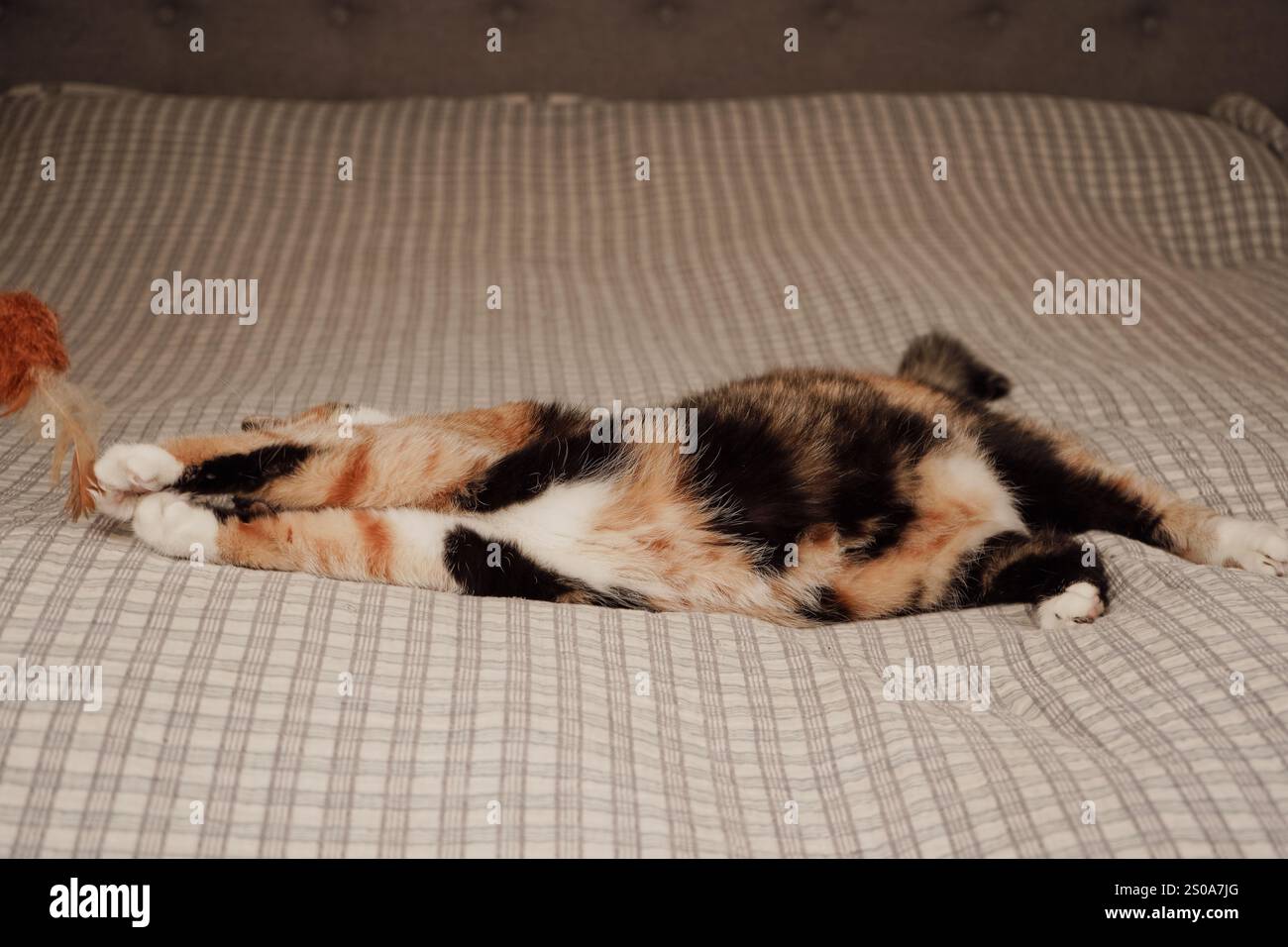 A playful calico cat engages with a feather on a checkered bedsheet ...
