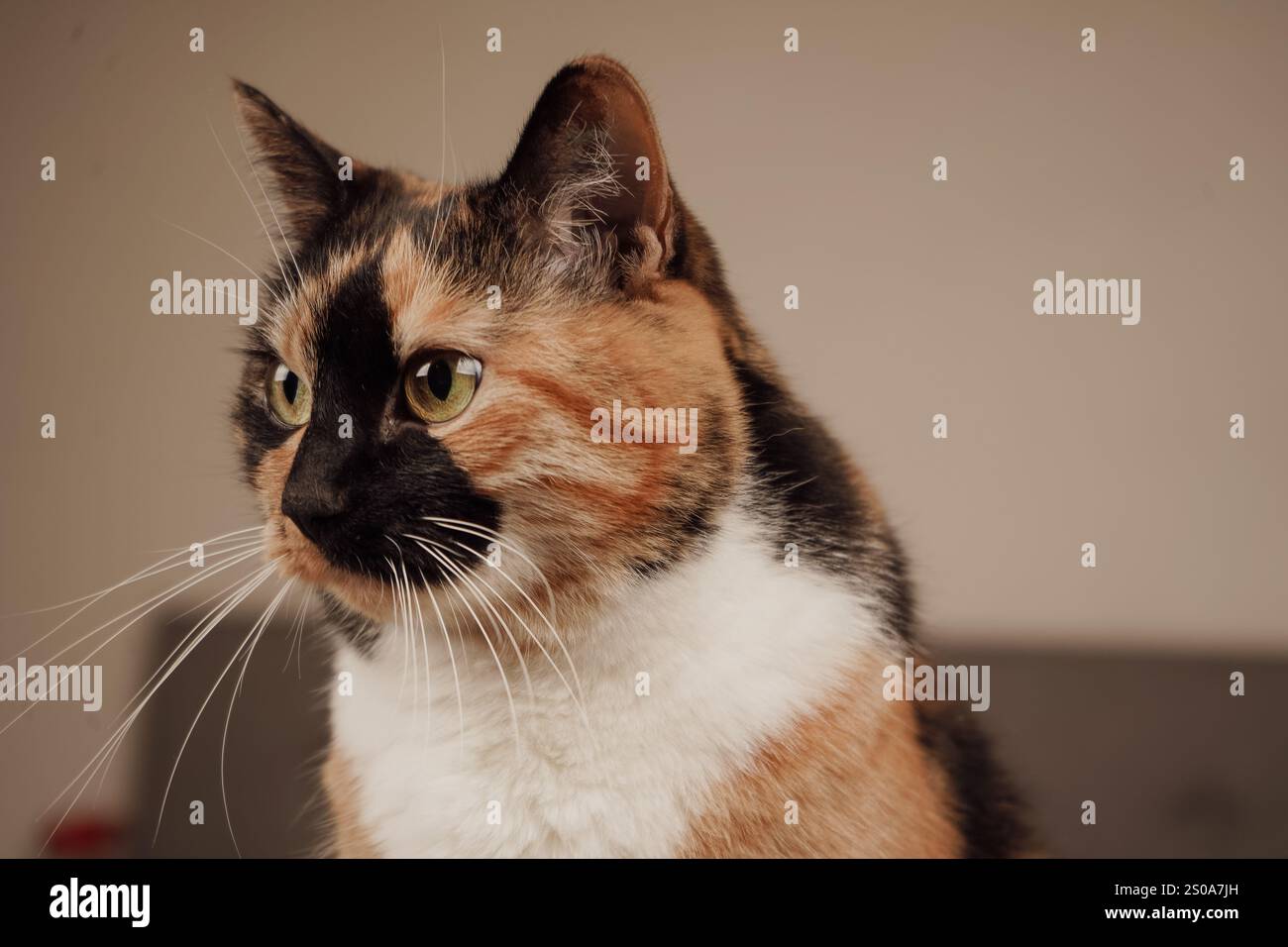 With its bright green eyes and calico fur, this cat s face captivates ...