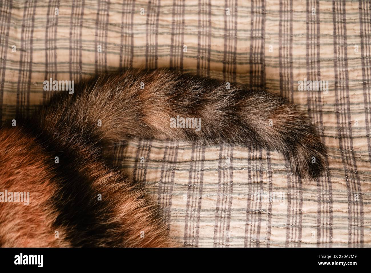 The close-up of a calico cat's paws and tail highlights the striking ...