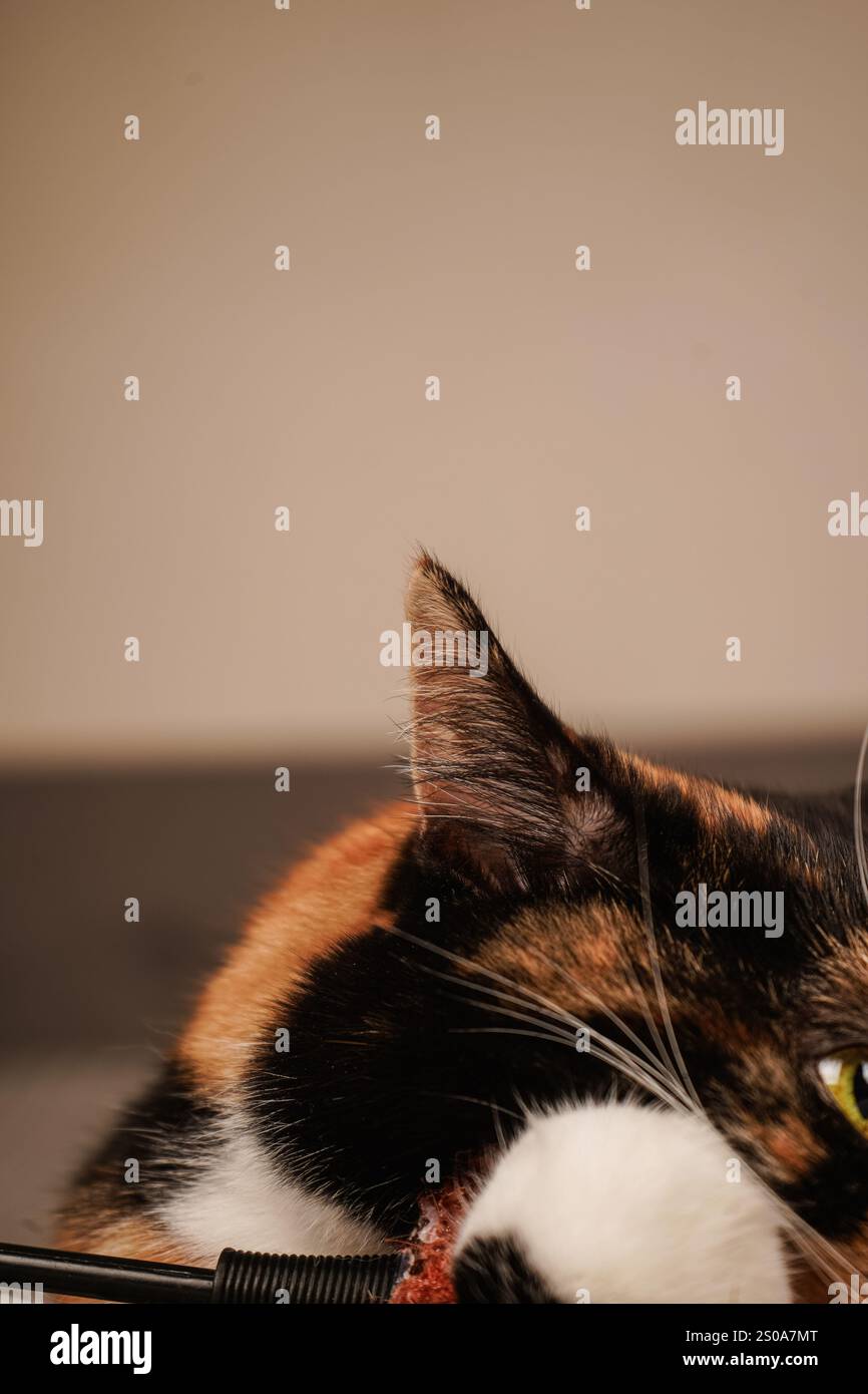 A playful calico cat engages with a feather on a checkered bedsheet ...