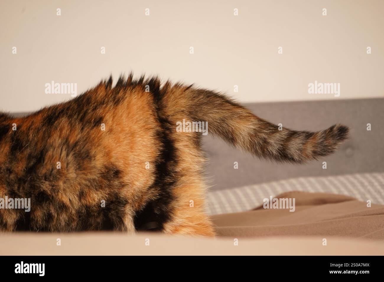 The close-up of a calico cat's paws and tail highlights the striking ...