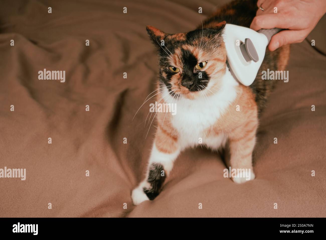 A calico cat with a tri-colored coat is brushed during a peaceful ...
