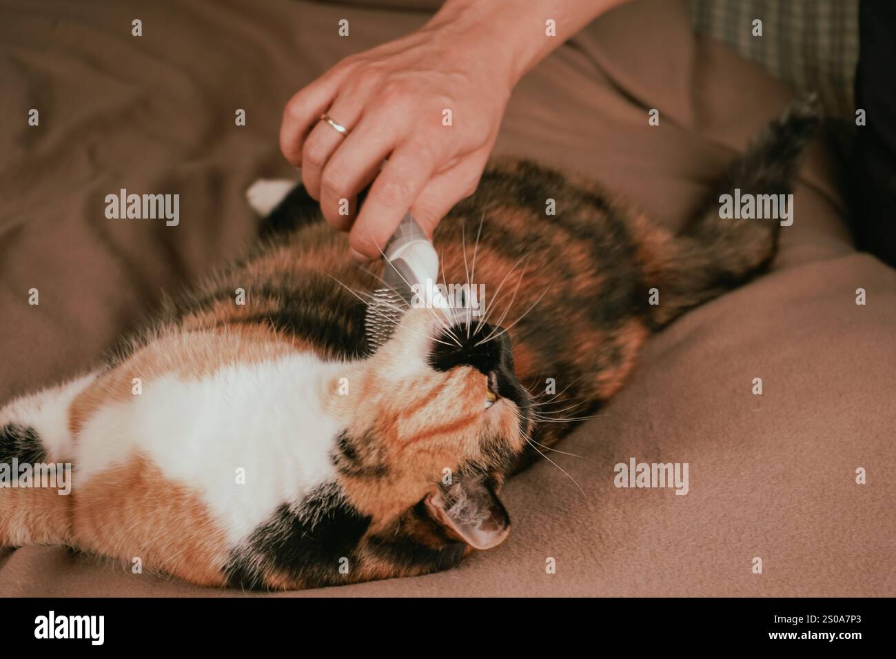 A calico cat with a tri-colored coat is brushed during a peaceful ...