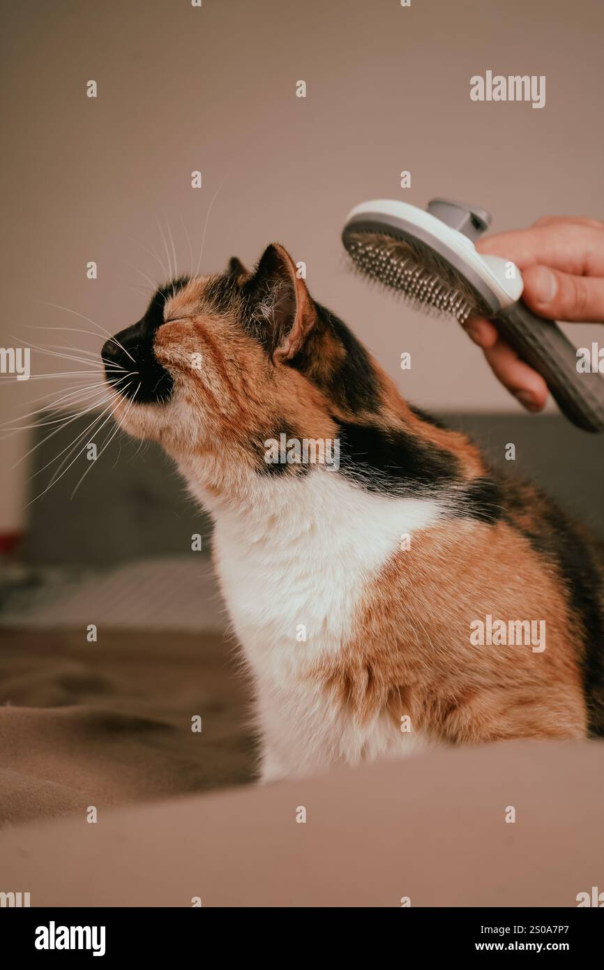 A special grooming brush is used on a calico cat, highlighting the ...