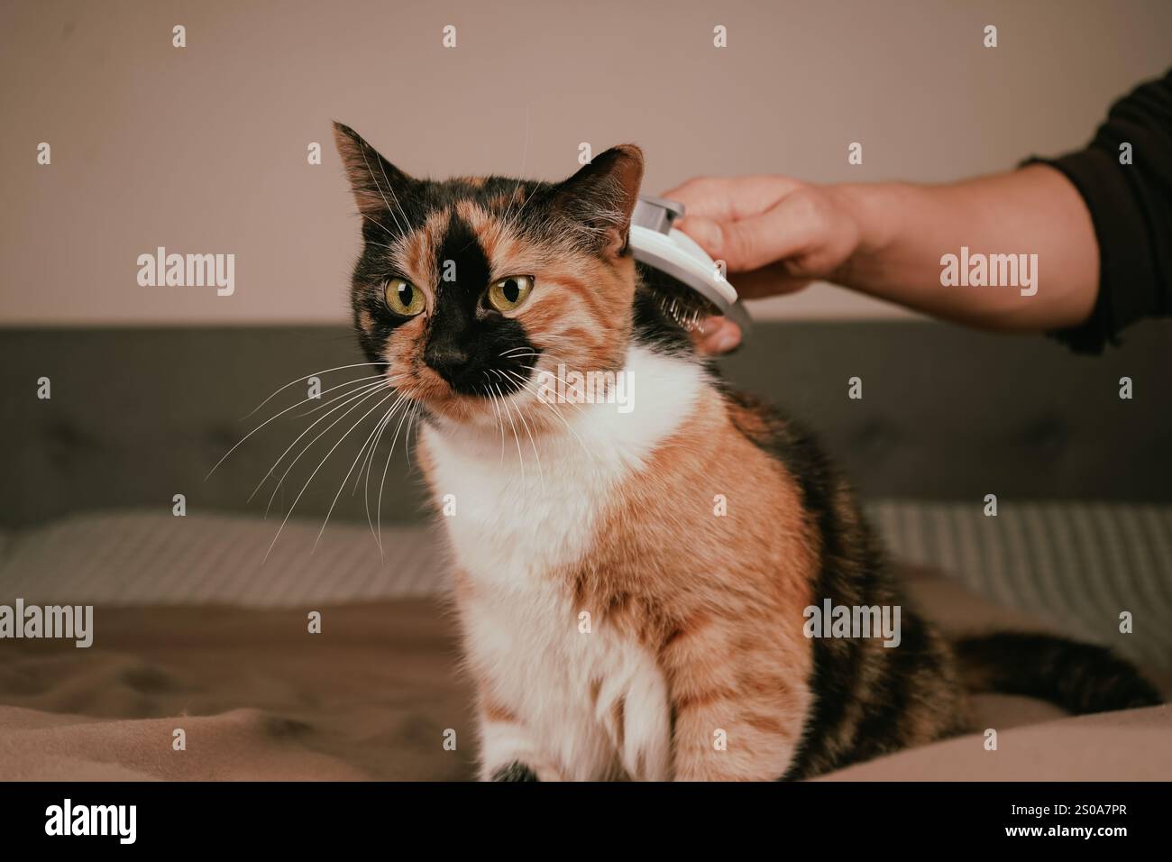 A tri-colored calico cat endures a brushing session with a mix of ...