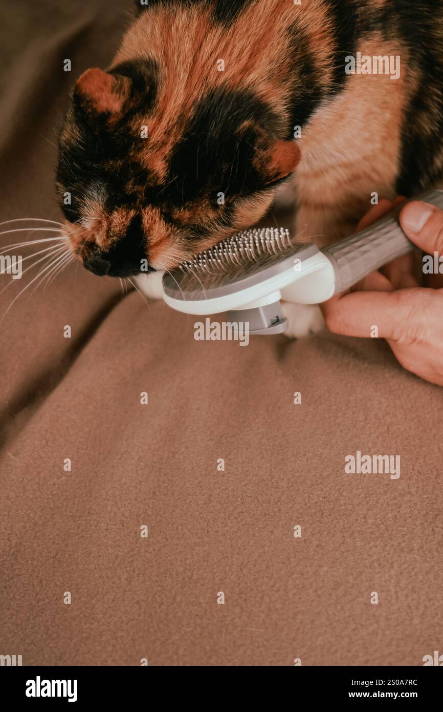 A tri-colored calico cat endures a brushing session with a mix of ...