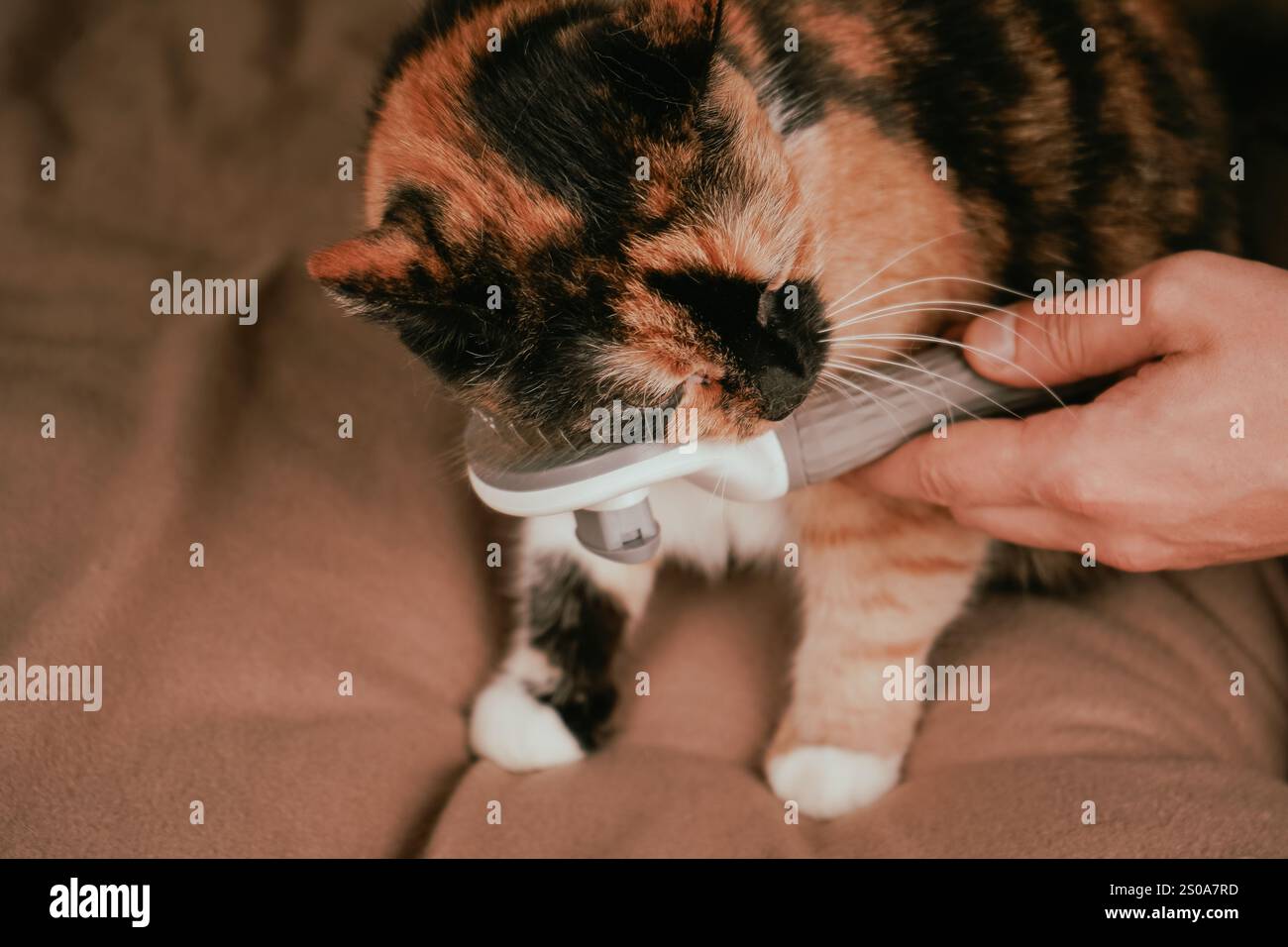 A tri-colored calico cat endures a brushing session with a mix of ...