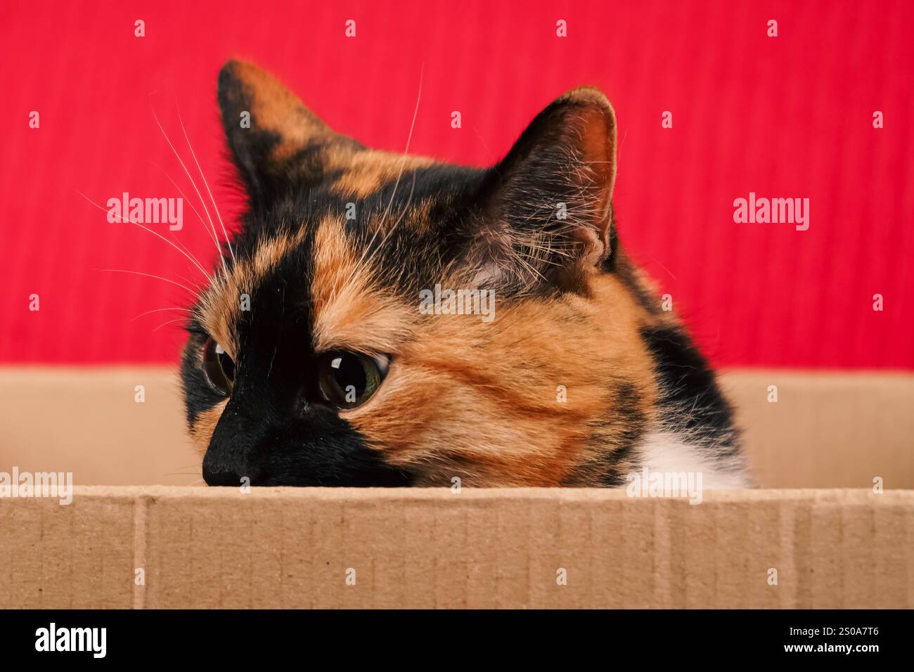 A cozy calico cat nestles in a cardboard box, set against a bright red ...