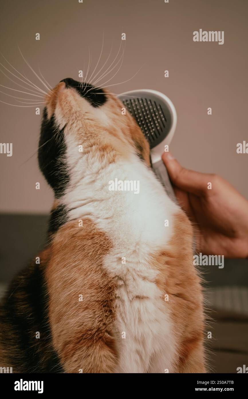 During the grooming, the calico cat with its unique tricolor coat is ...