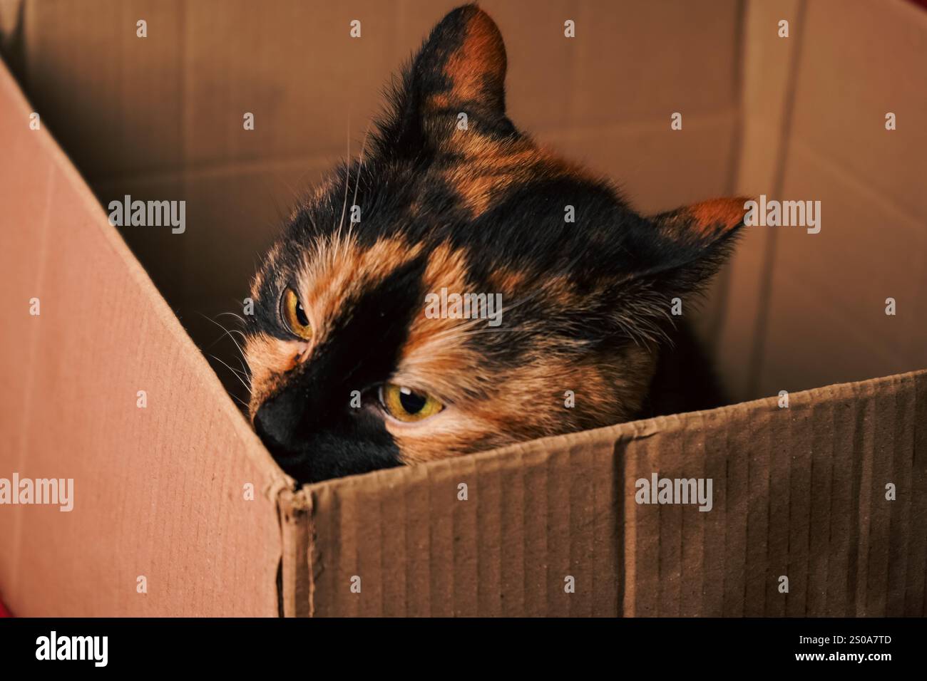 A cozy calico cat nestles in a cardboard box, set against a bright red ...