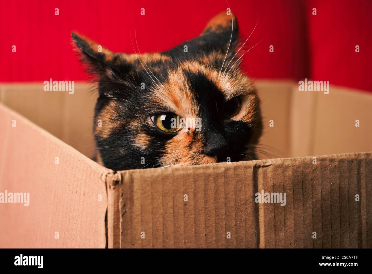 A cozy calico cat nestles in a cardboard box, set against a bright red ...