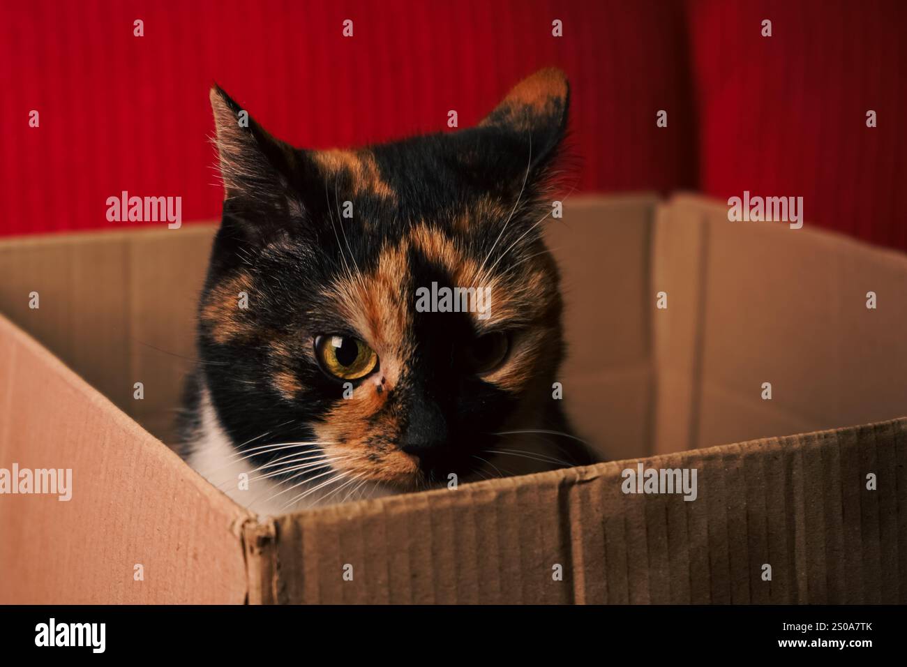 With a red background, a calico cat sits snugly in a cardboard box. The ...