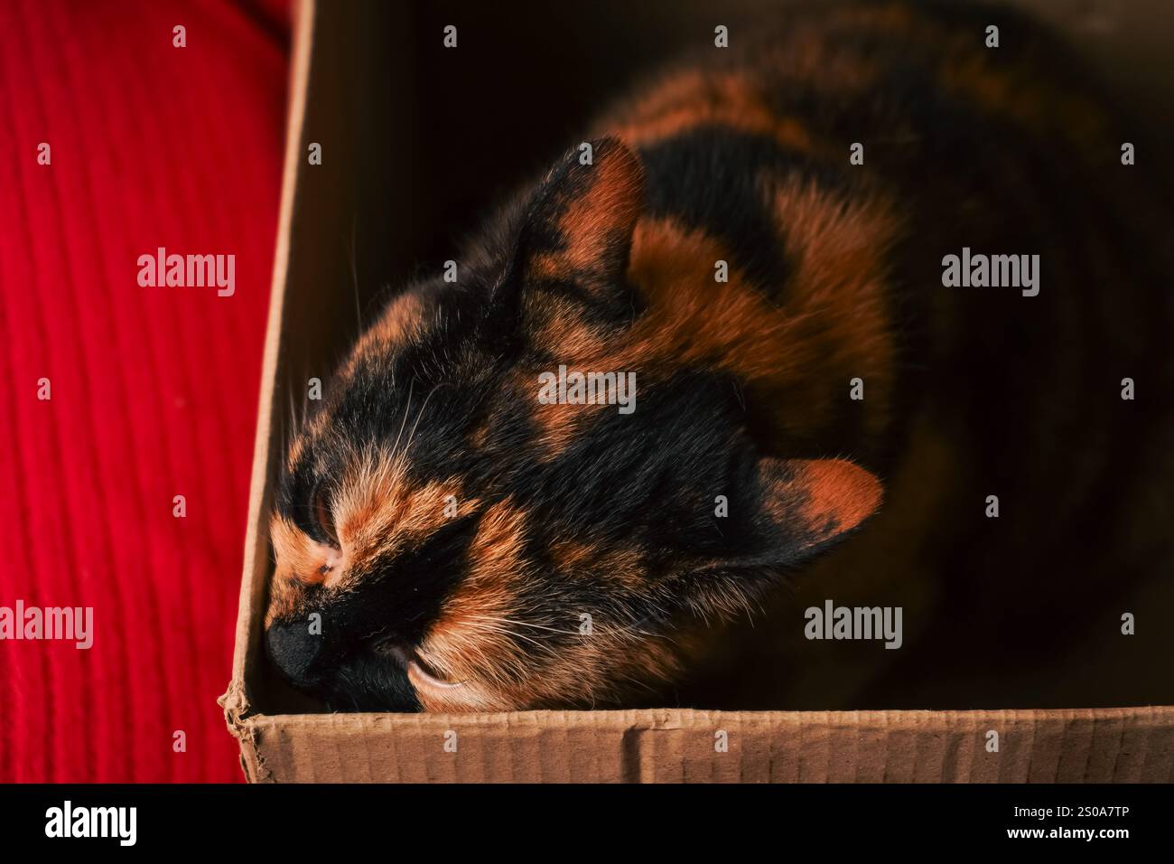 With a red background, a calico cat sits snugly in a cardboard box. The ...