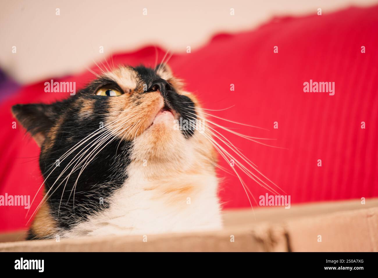 The striking contrast of a calico cat in a plain box with a bold red ...
