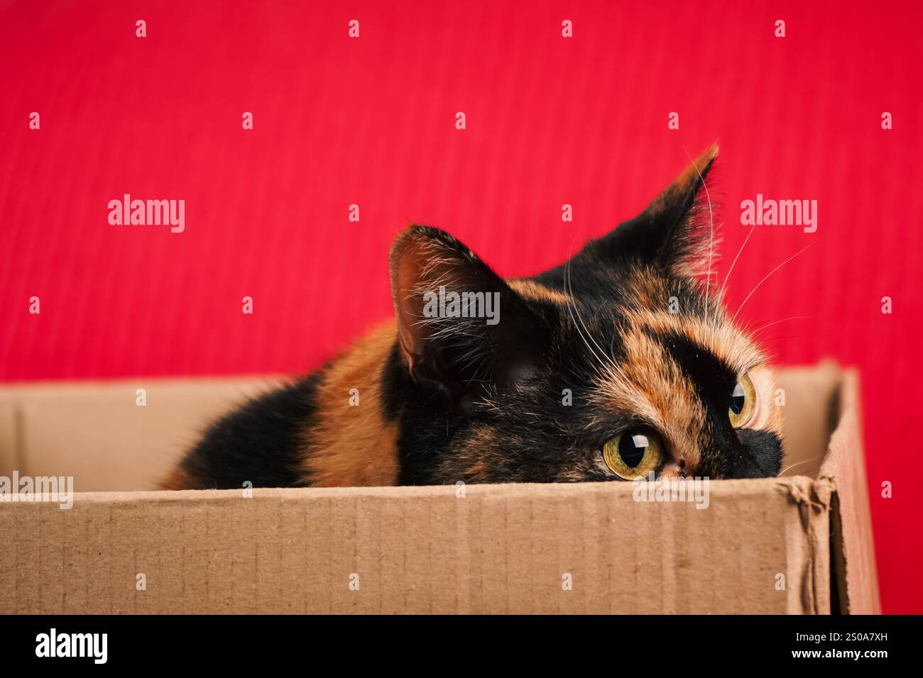 The striking contrast of a calico cat in a plain box with a bold red ...