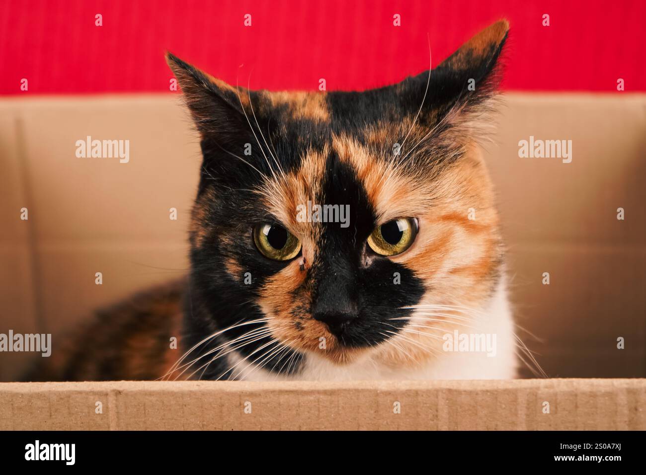 A cozy calico cat nestles in a cardboard box, set against a bright red ...