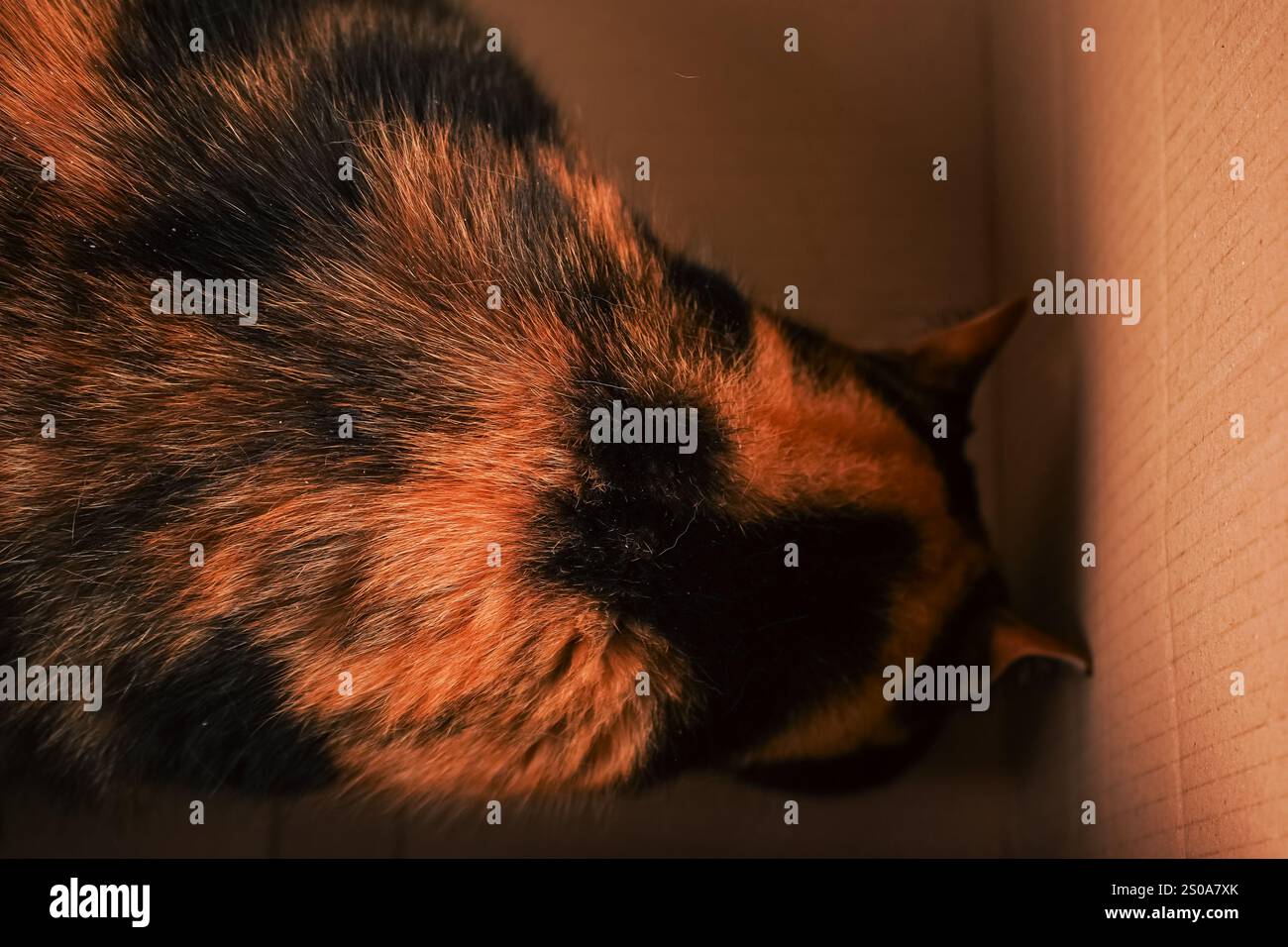 A cozy calico cat nestles in a cardboard box, set against a bright red ...