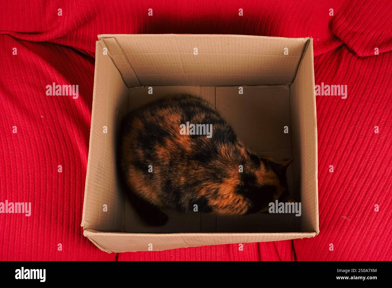 The striking contrast of a calico cat in a plain box with a bold red ...
