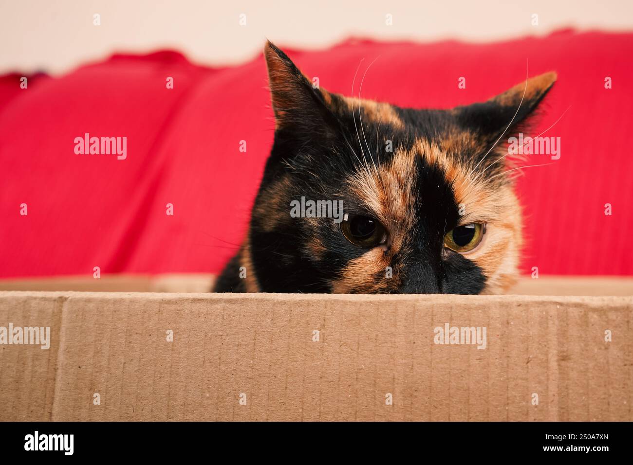 The striking contrast of a calico cat in a plain box with a bold red ...