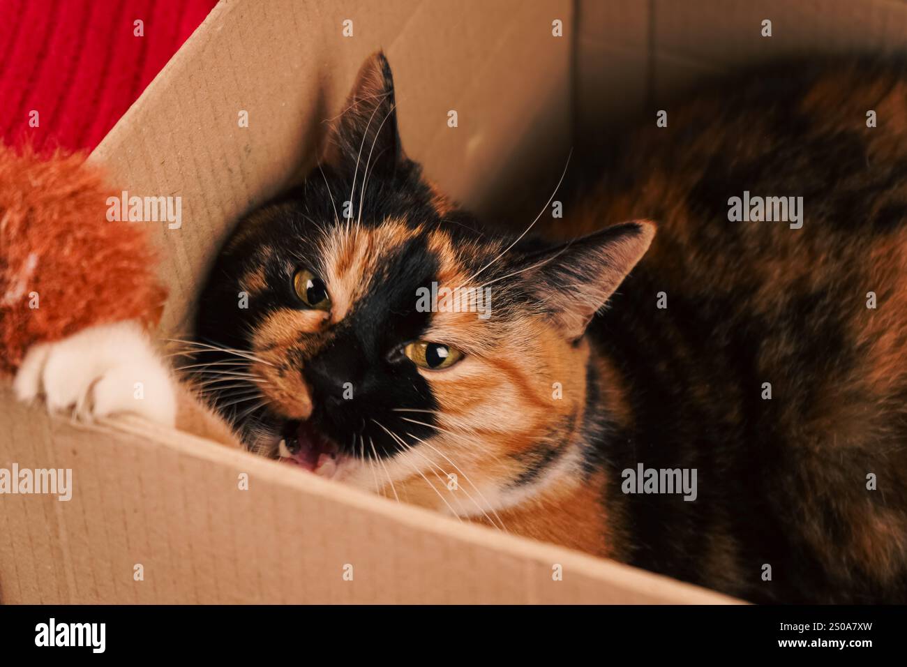 A playful cat sits in a cardboard box, engaged with a stick toy. Its ...