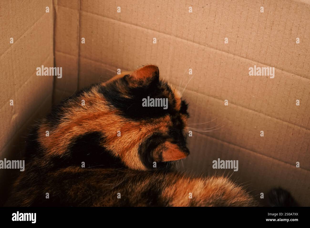 Resting in a cardboard box, a calico cat catches the eye with its ...