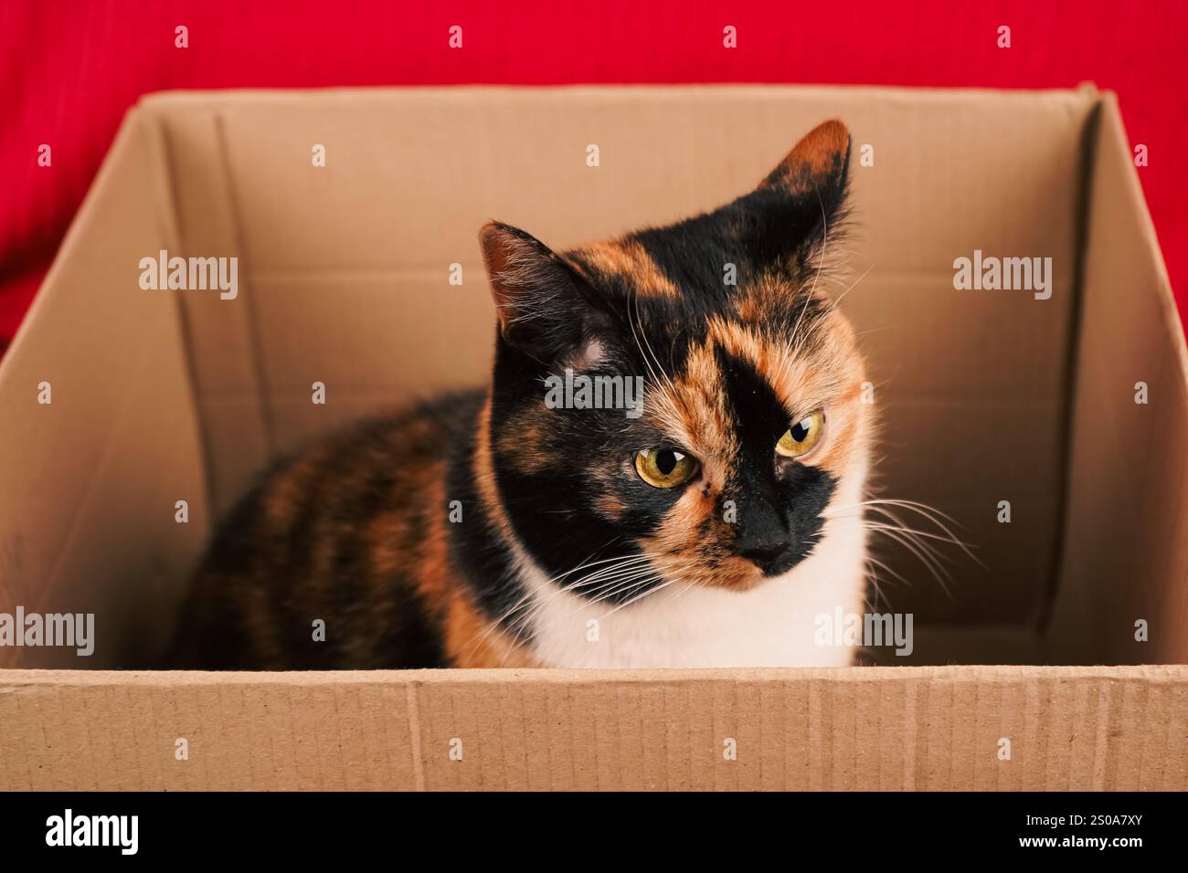 Resting in a cardboard box, a calico cat catches the eye with its ...