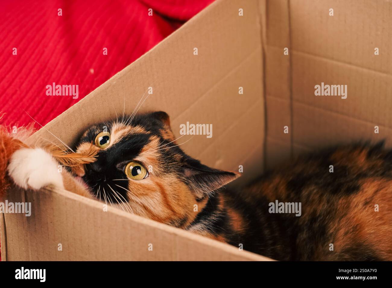 A calico cat sits comfortably in a cardboard box against a vibrant red ...