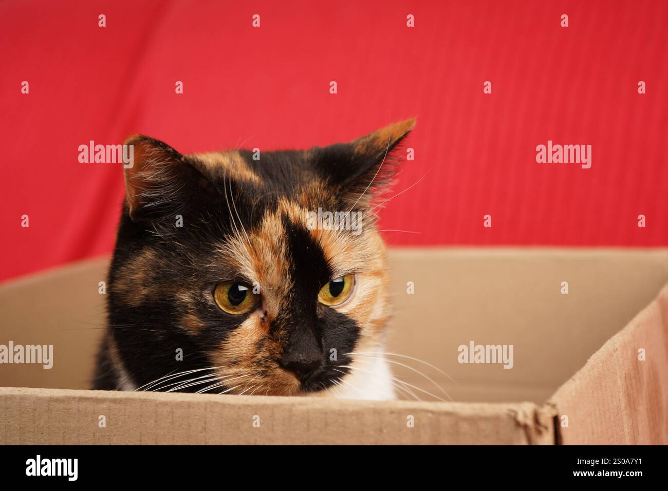 Resting in a cardboard box, a calico cat catches the eye with its ...