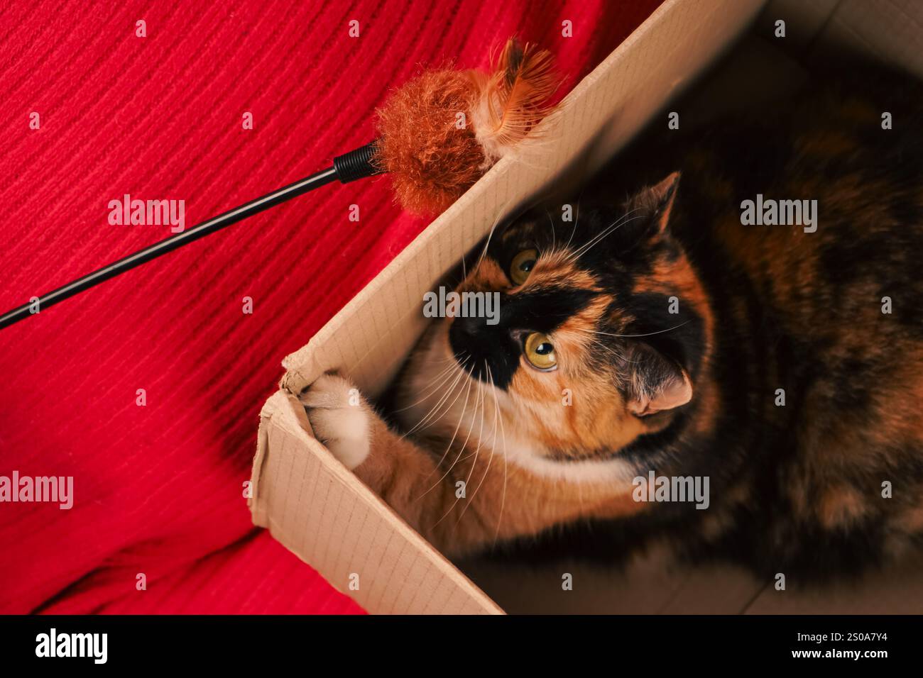 The striking contrast of a calico cat in a plain box with a bold red ...