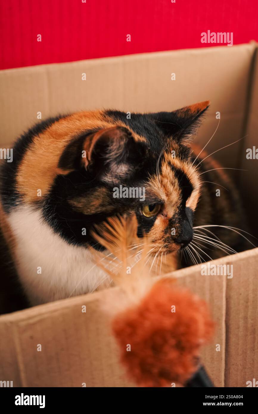 This adorable tortoiseshell cat peeks out of a simple cardboard box ...