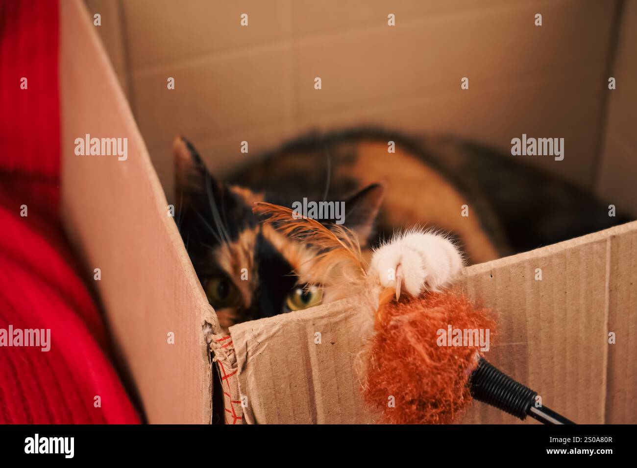 A playful cat sits in a cardboard box, engaged with a stick toy. Its ...