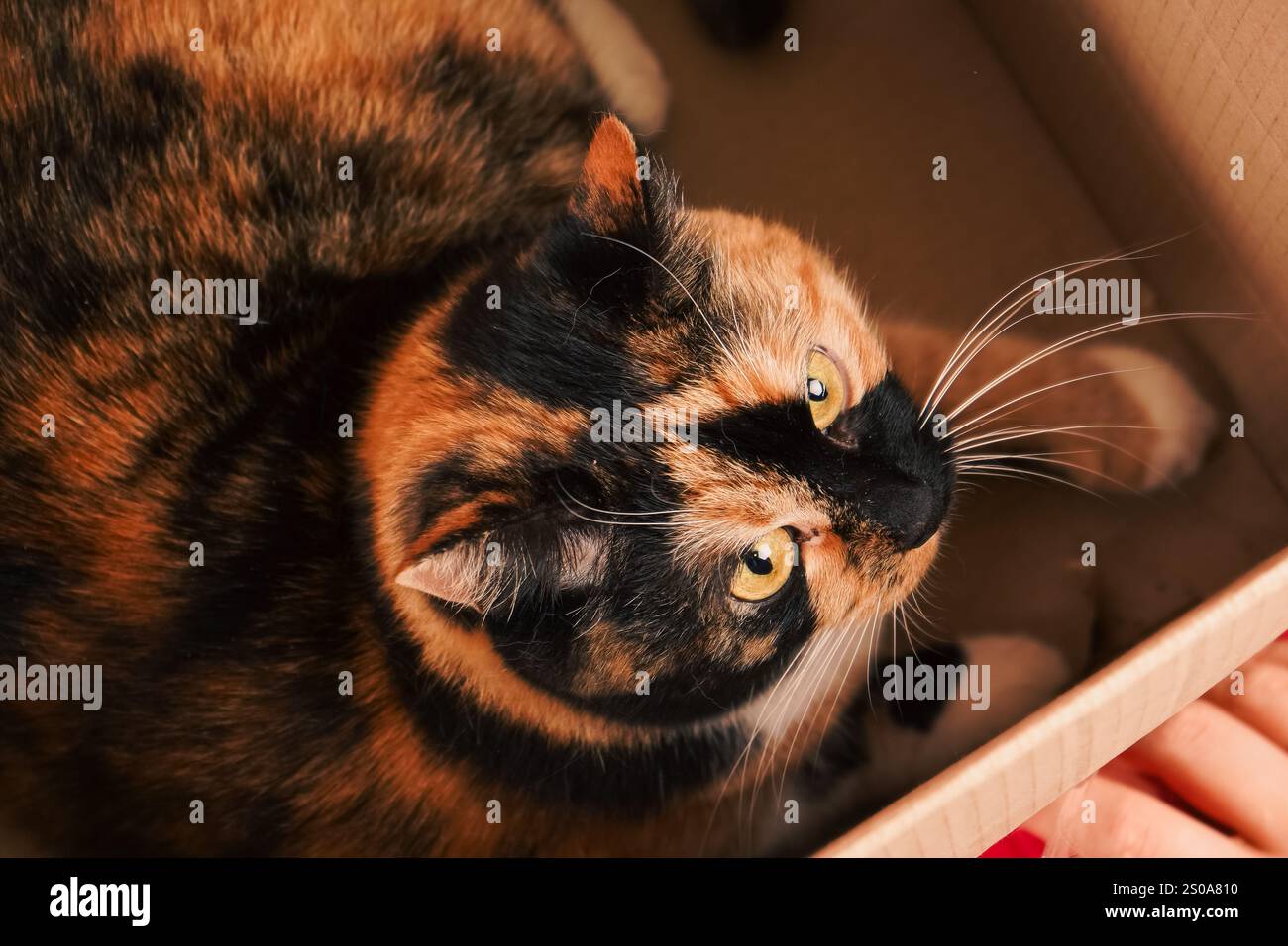A calico cat sits comfortably in a cardboard box against a vibrant red ...