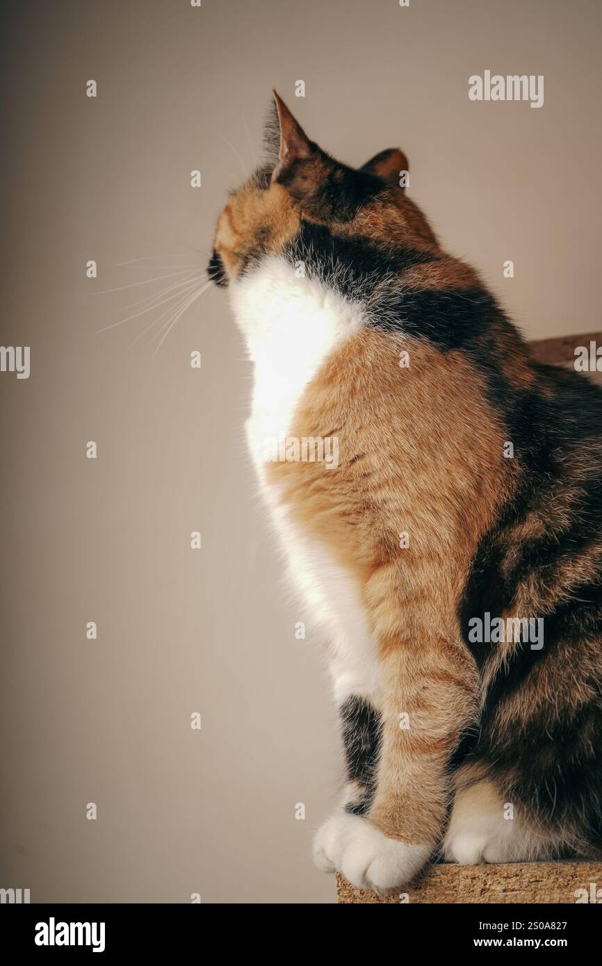 A beautiful calico cat rests on a sturdy wooden platform, showcasing ...