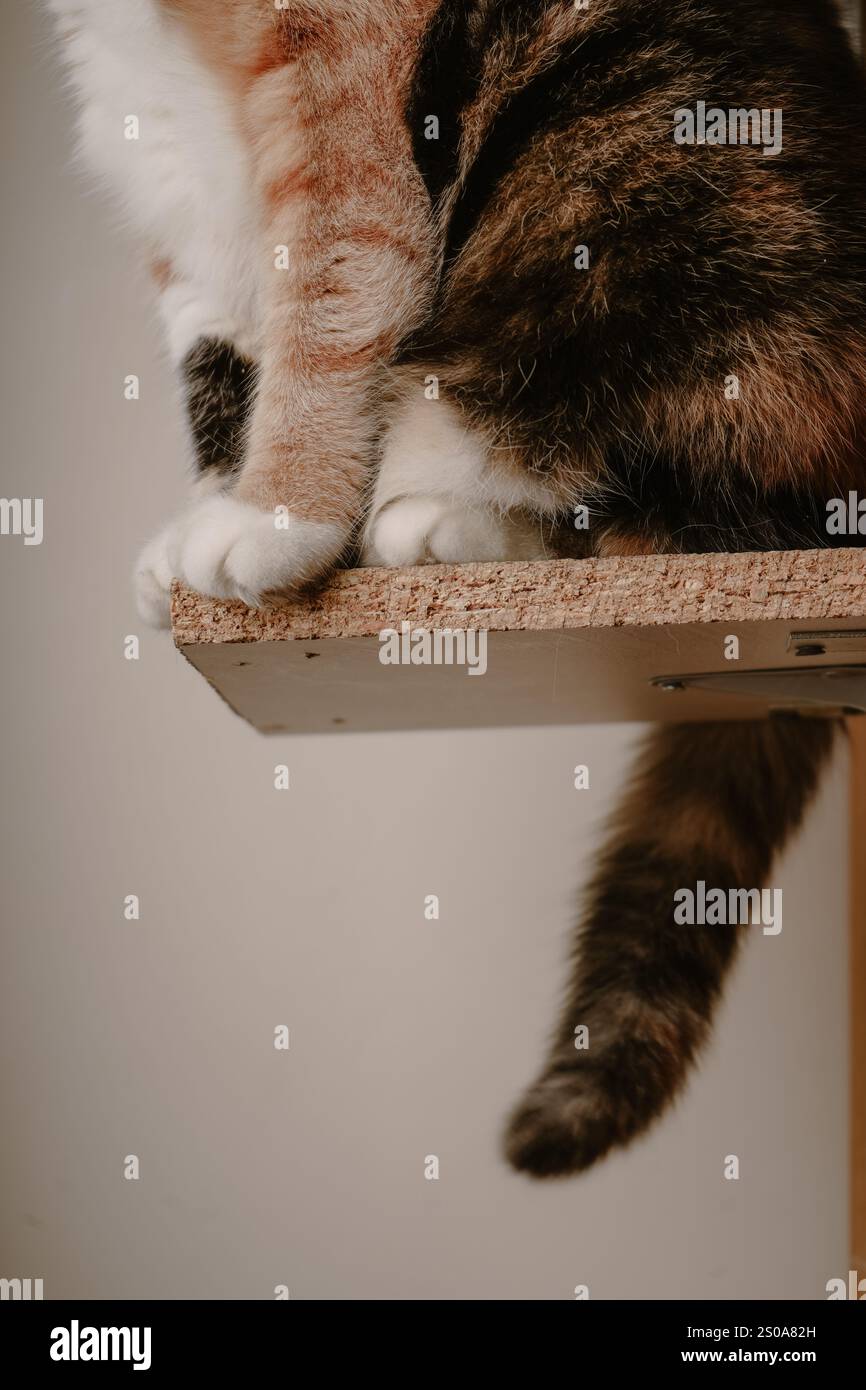 This detailed shot captures the lower body of a calico cat, emphasizing ...