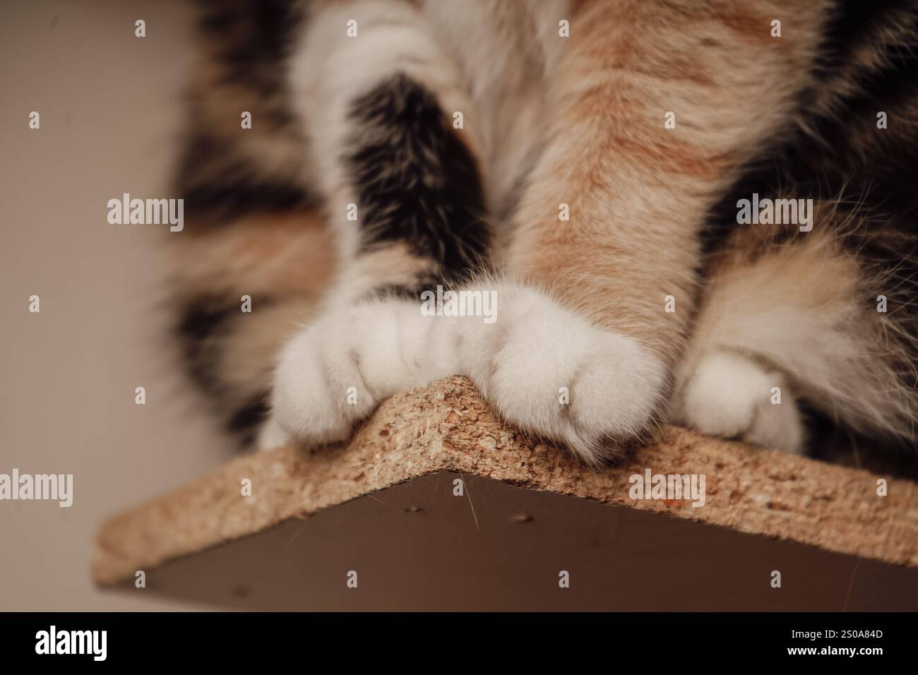 A close-up view of a cat's legs and paws highlights their calico ...