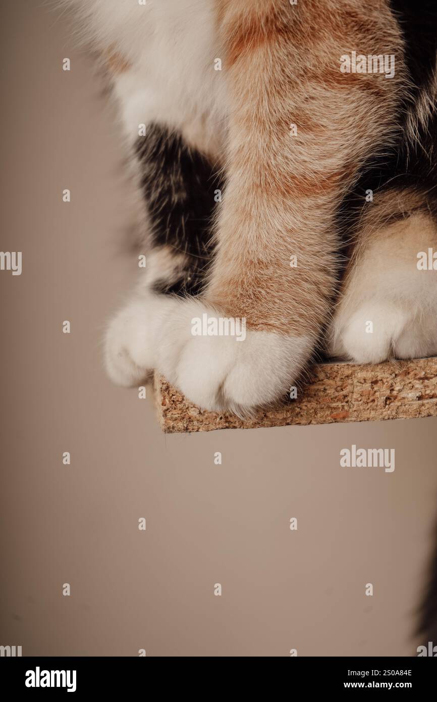 A close-up view of a cat's legs and paws highlights their calico ...