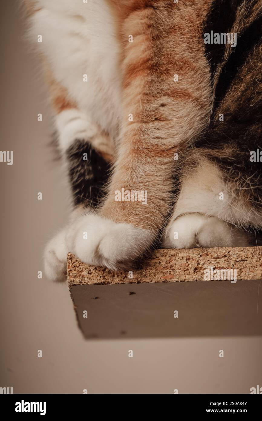 The lower body of a calico cat is showcased, with detailed focus on its ...