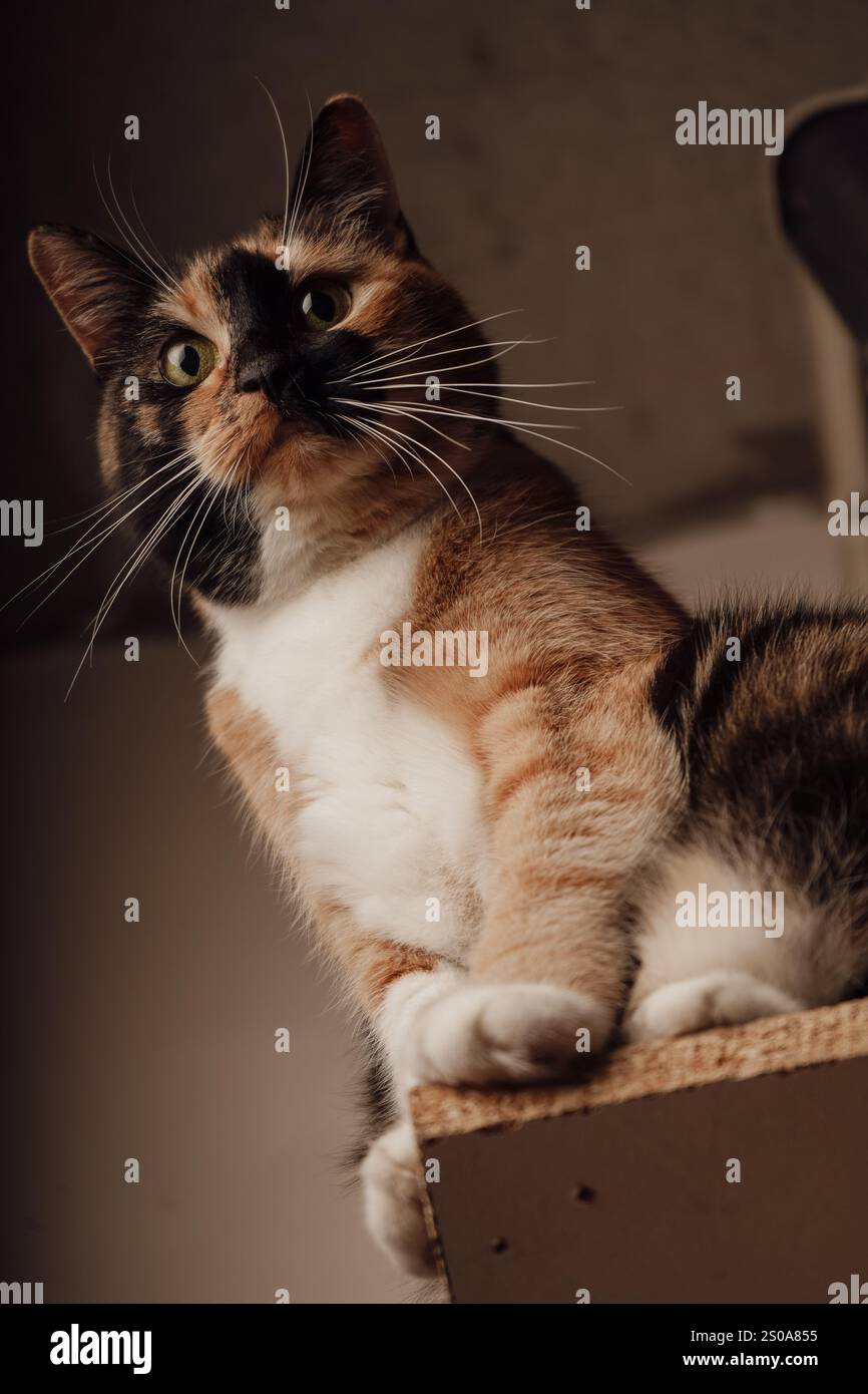 This tricolor cat perches elegantly on a simple shelf, blending warmth ...