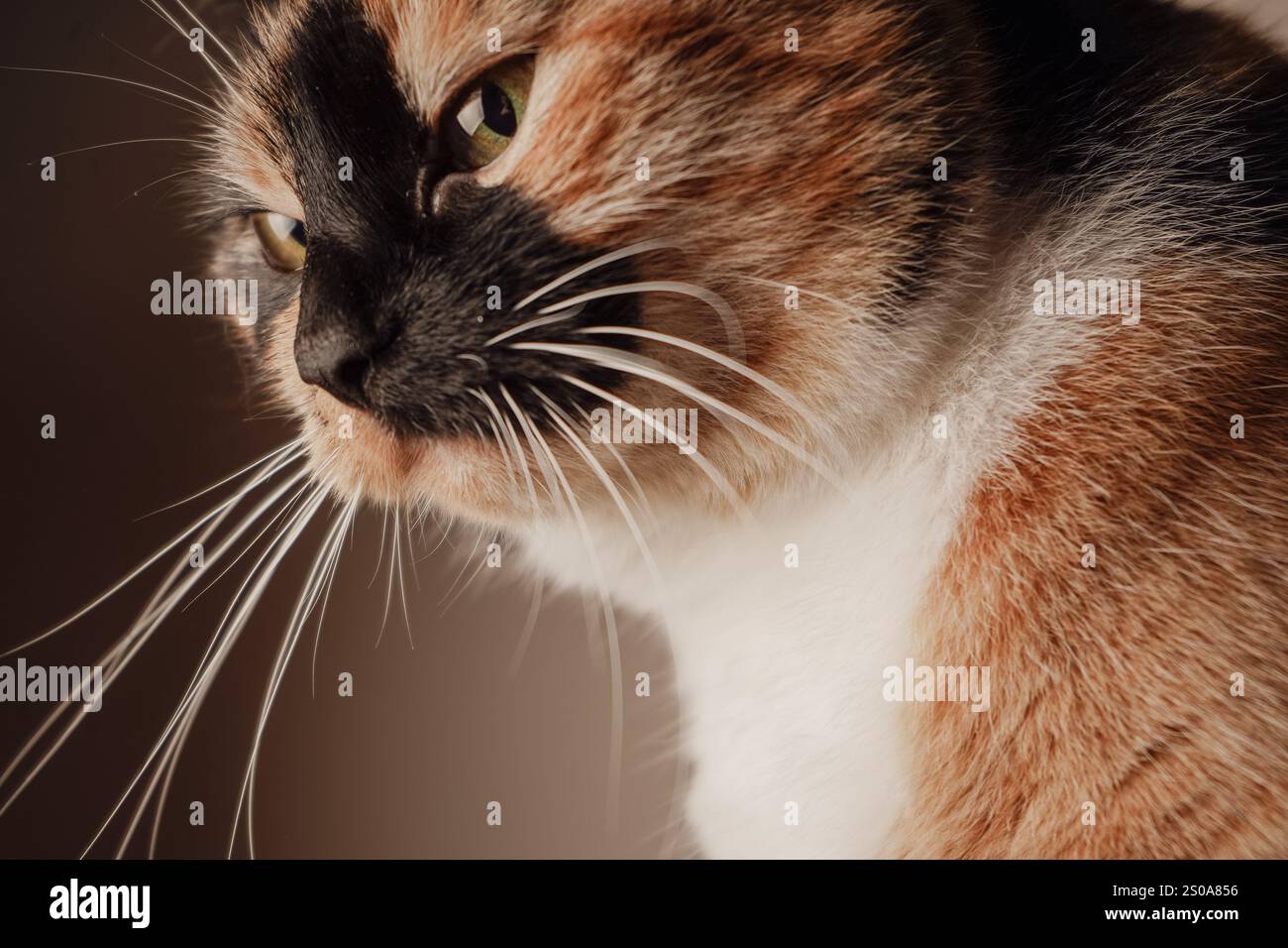 This detailed shot captures the cat's face with its striking whiskers ...