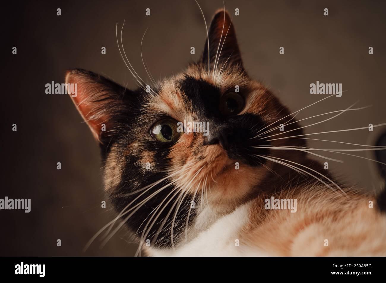 This detailed shot captures the cat's face with its striking whiskers ...